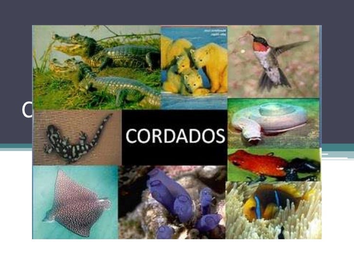 Cordados