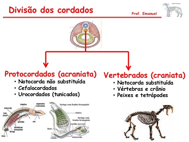 Cordados