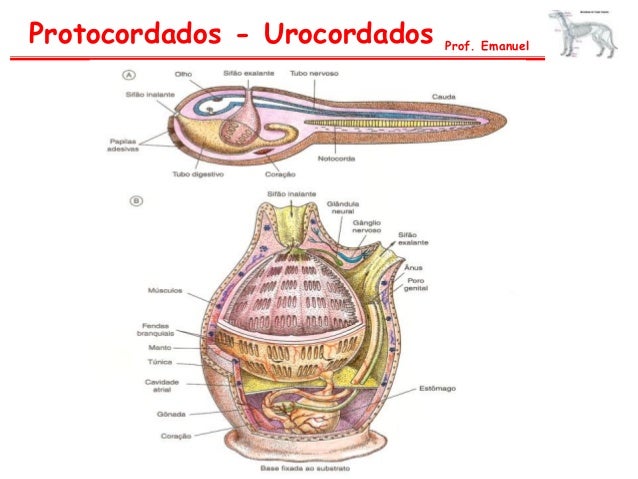 Cordados