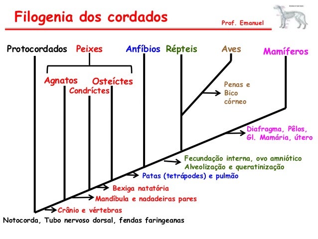 Cordados