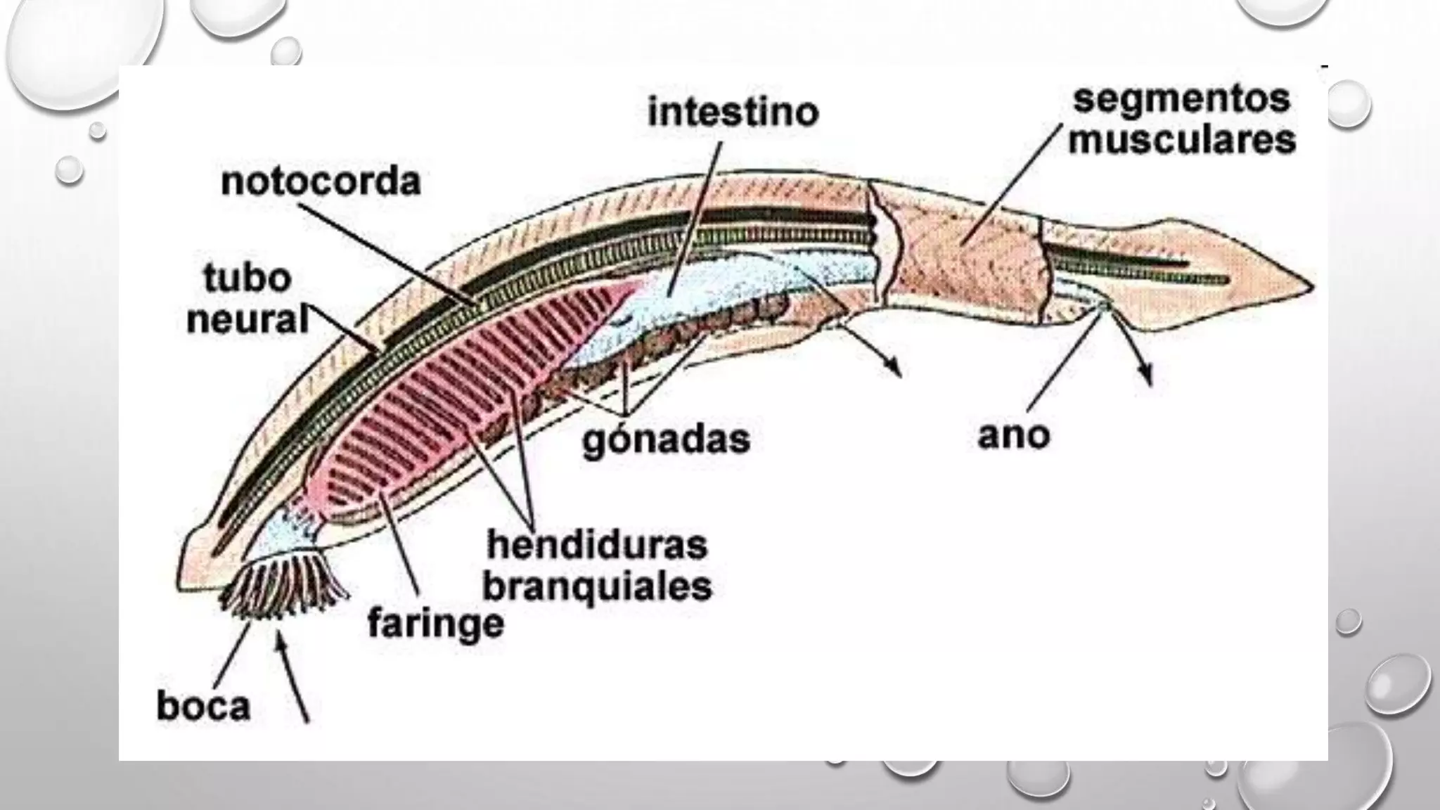 phylum chordata | PPT