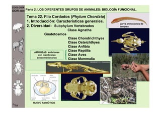 Cordados | PDF