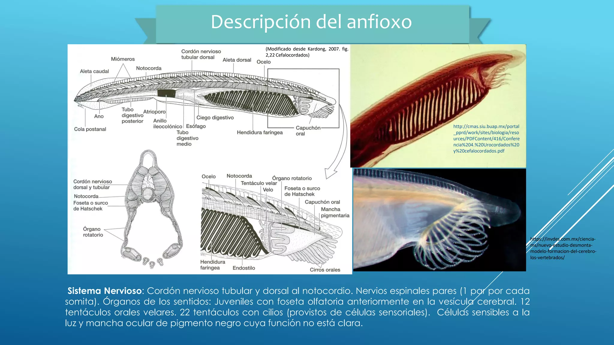 Generalidades sobre los cordados: Protocordados | PDF