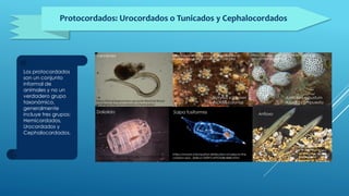 Generalidades sobre los cordados: Protocordados | PDF