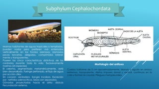 Generalidades sobre los cordados: Protocordados | PDF