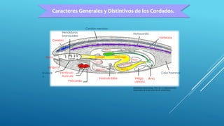 Generalidades sobre los cordados: Protocordados | PDF