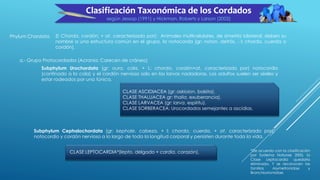 Generalidades sobre los cordados: Protocordados | PDF