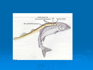 Vertebrados peces | PPT
