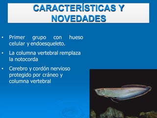 Vertebrados peces | PPT