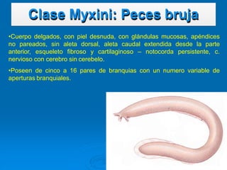 Vertebrados peces | PPTX