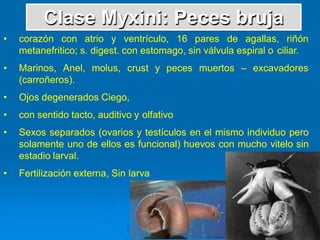 Vertebrados peces | PPTX