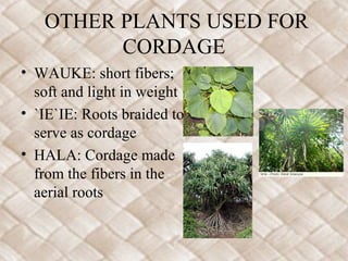 Cordage Ppt 7591