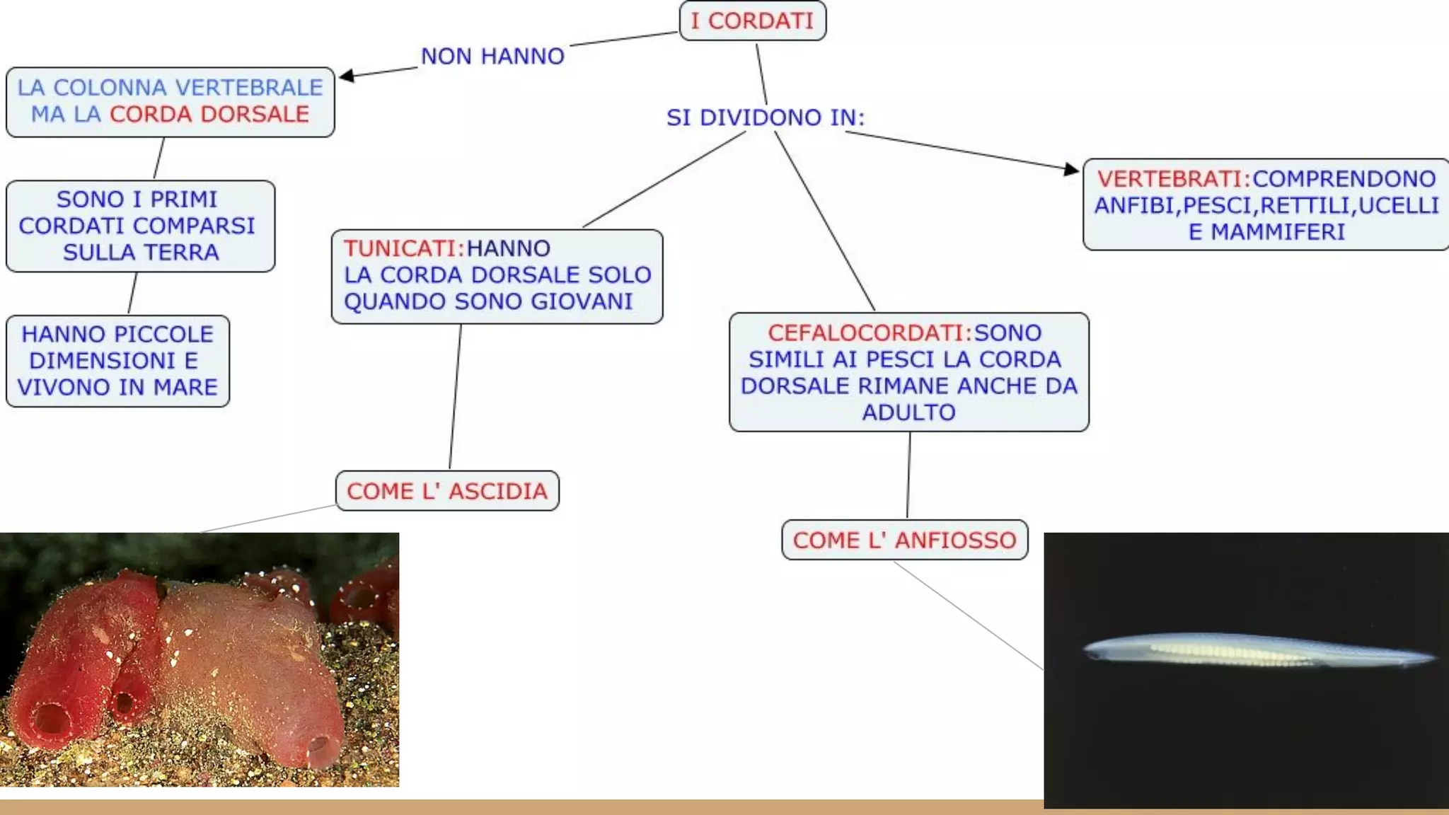Cordati | PDF