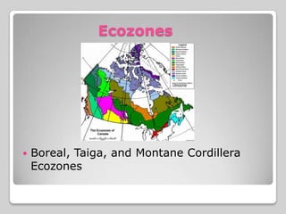 Cordilleran vegetation | PPTX