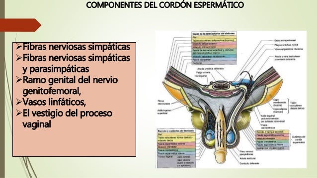 Cordón espermático