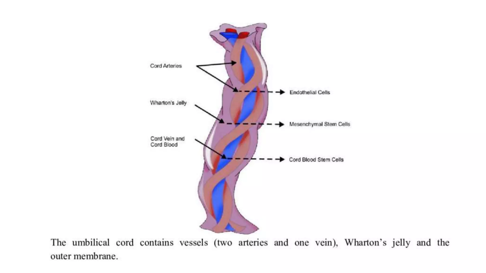 Cordocentesis | PPTX