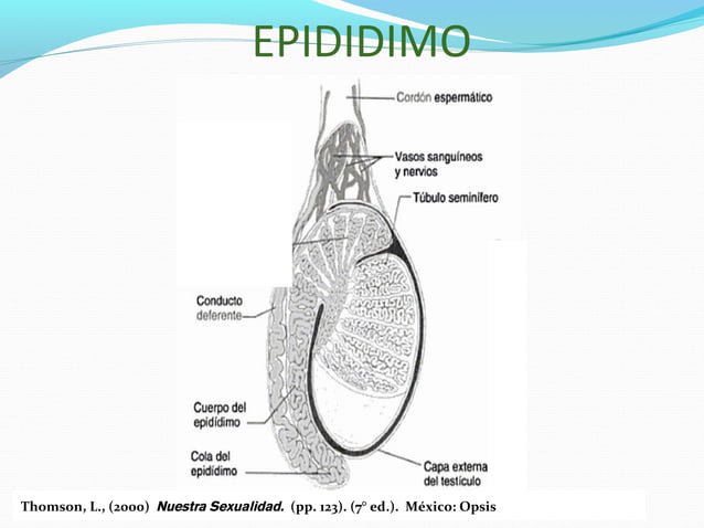 Cordón Espermático