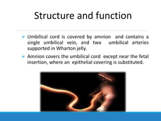 cordon ombilical eng.ppt