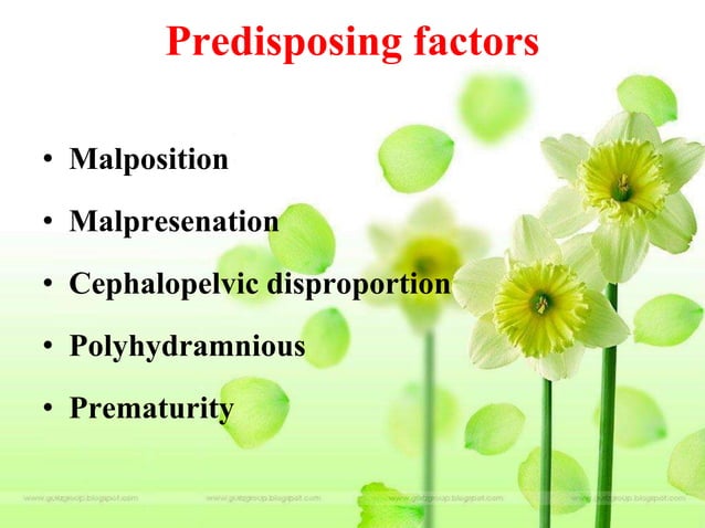 CORD PROLAPSE CORD PRESENTATION (1).pptx