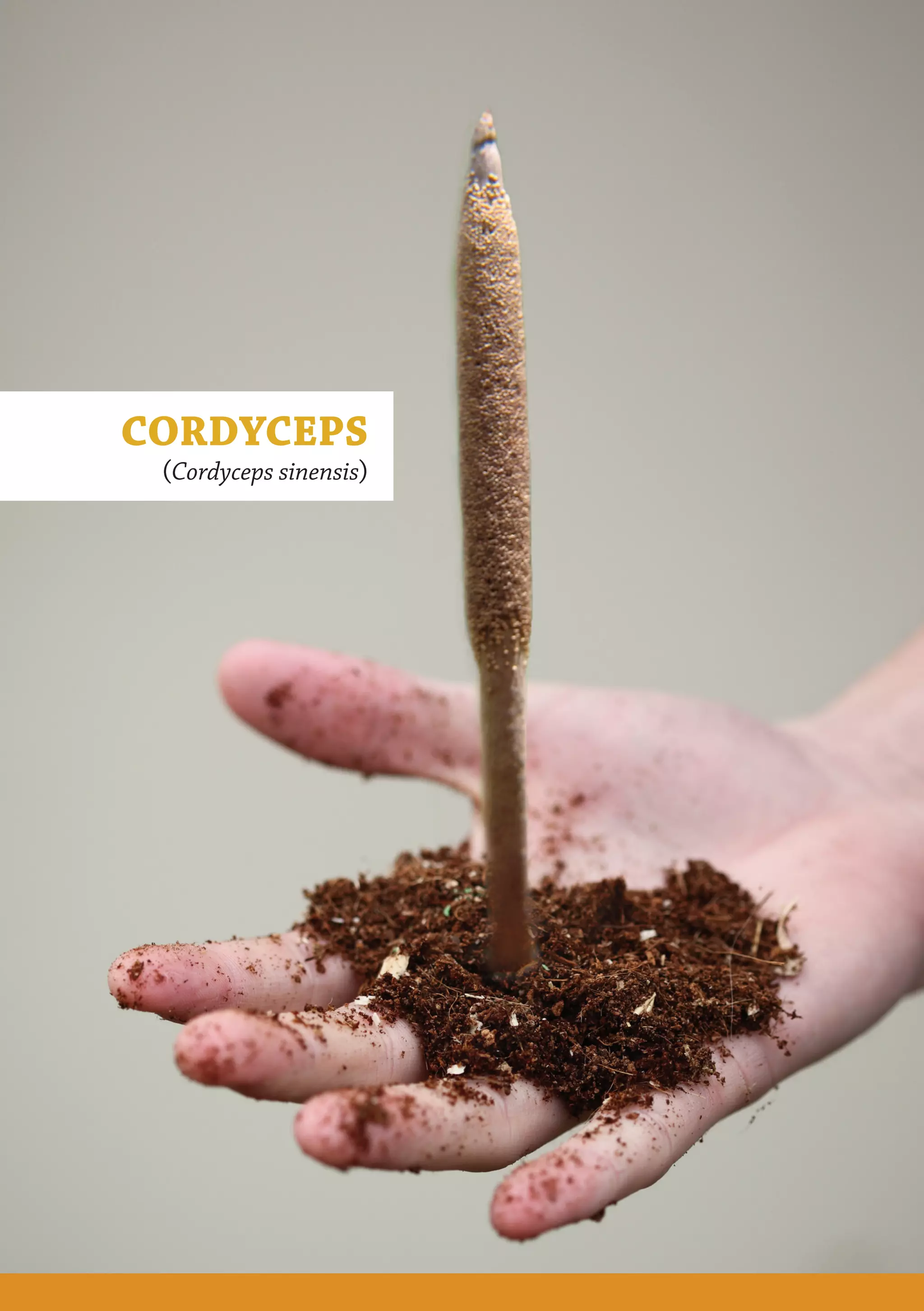 Cordyceps sinensis - Hernyógomba | PDF