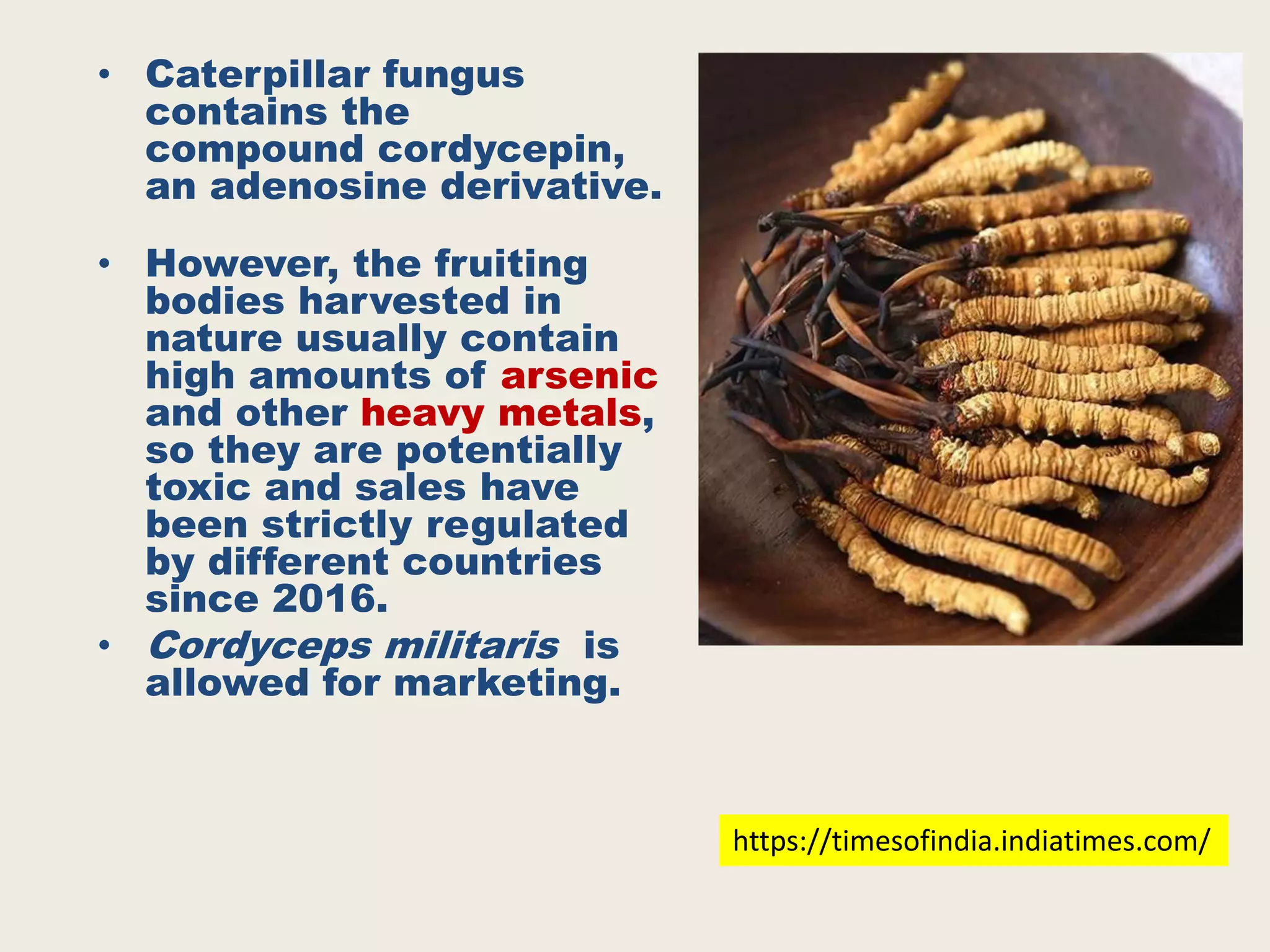 Cordyceps ppt.pptx
