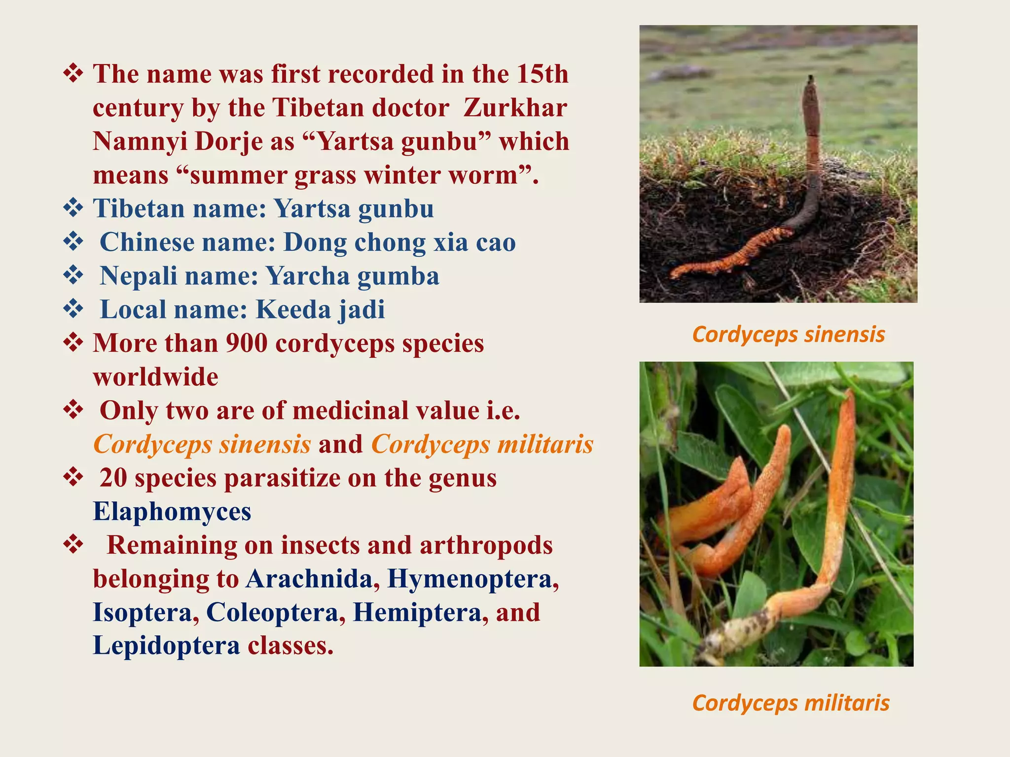 Cordyceps ppt.pptx