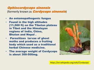 Cordyceps ppt.pptx
