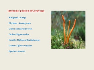 Cordyceps ppt.pptx