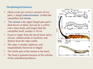 Cordyceps ppt.pptx
