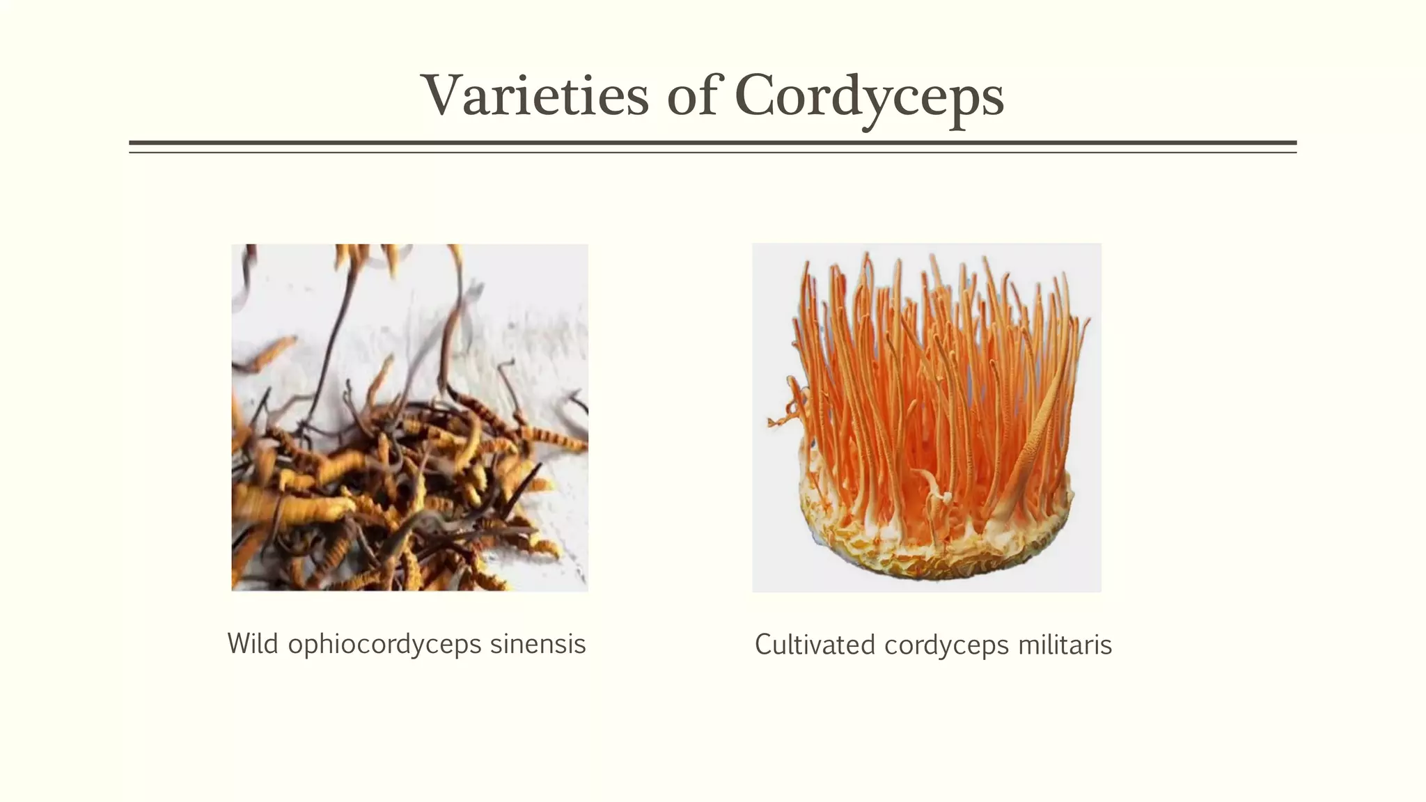 Food as Medicine: caterpillar mushroom, ophiocordyceps sinensis, cordyceps militaris | PDF