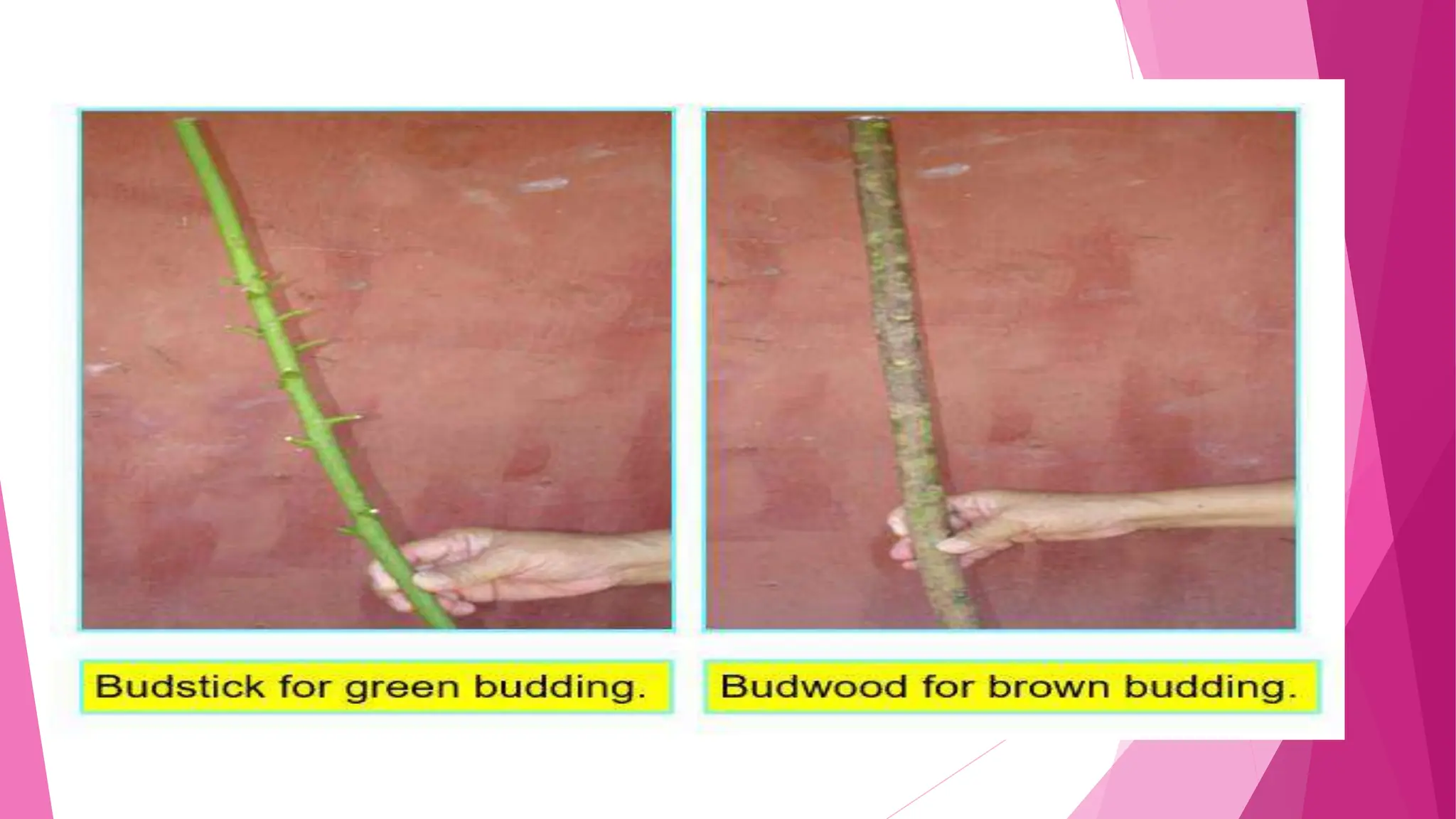 CORE-1.-PRODUCE-BUDSTICK.pptx