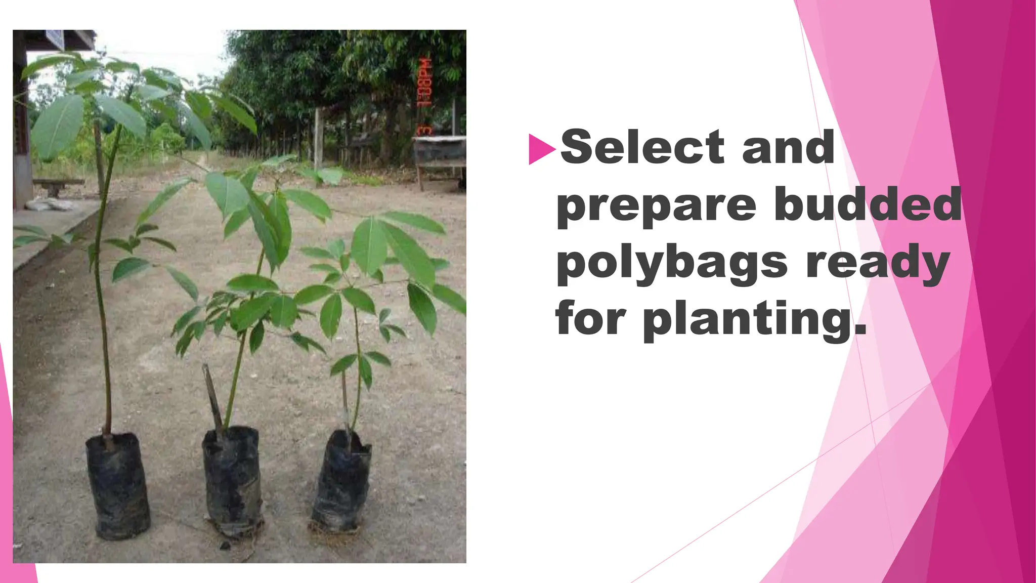 CORE-1.-PRODUCE-BUDSTICK.pptx