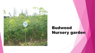 CORE-1.-PRODUCE-BUDSTICK.pptx