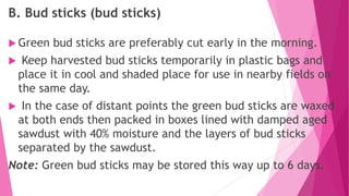 CORE-1.-PRODUCE-BUDSTICK.pptx