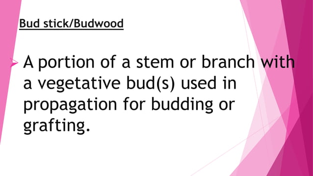 CORE-1.-PRODUCE-BUDSTICK.pptx