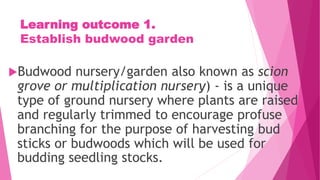 CORE-1.-PRODUCE-BUDSTICK.pptx