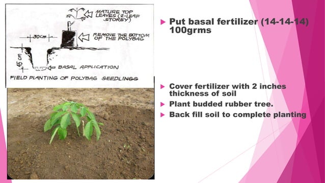 CORE-1.-PRODUCE-BUDSTICK.pptx