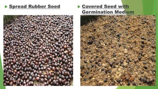 CORE 2 ESTABLISH RUBBER NURSERY.pptx