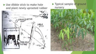 CORE 2 ESTABLISH RUBBER NURSERY.pptx