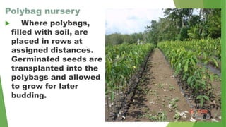 CORE 2 ESTABLISH RUBBER NURSERY.pptx