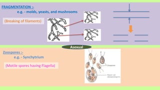 core3 l2.pptx bsc botany honours 4th semester | PPTX