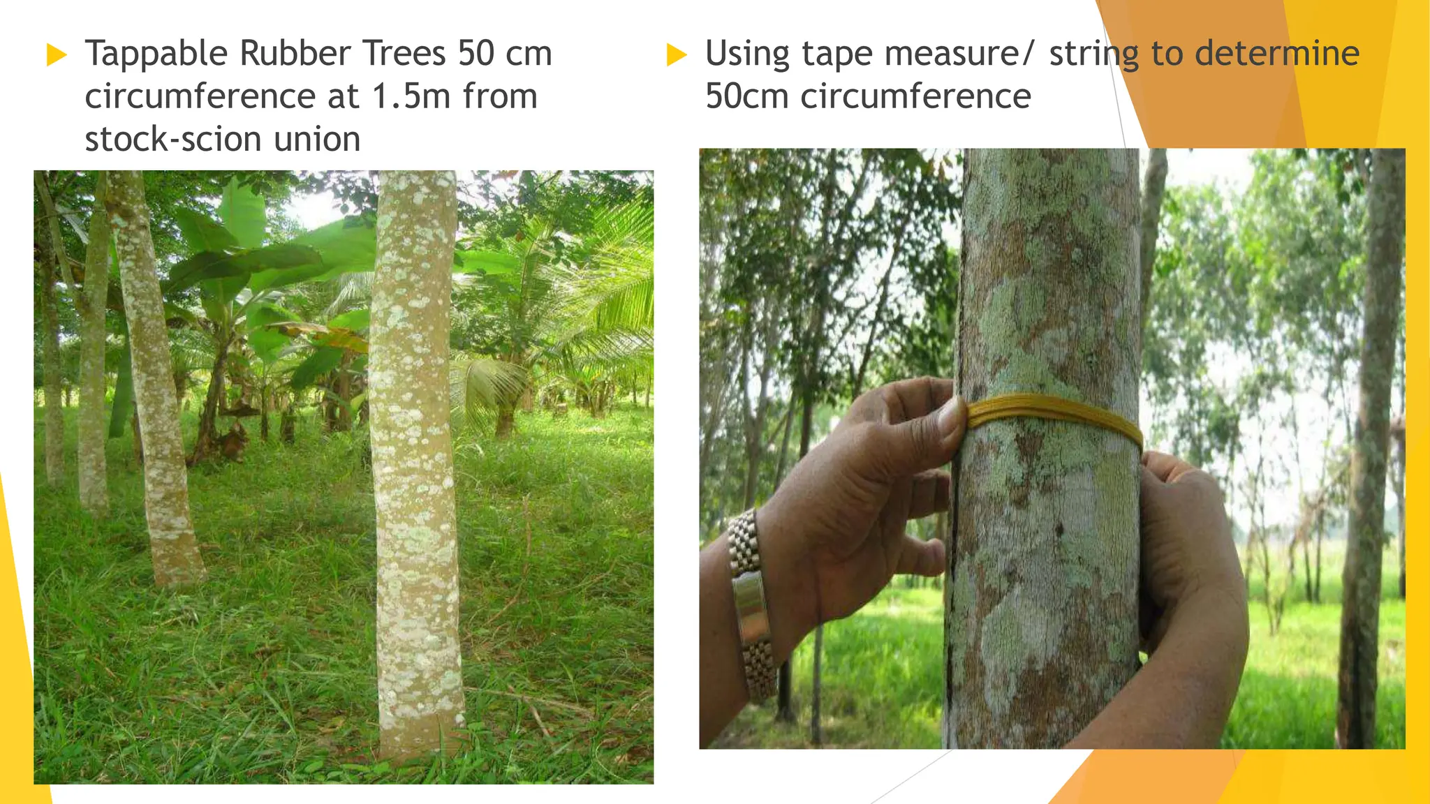 CORE 5 HARVEST LATEX in Tesda NC 2 rubber | PPTX