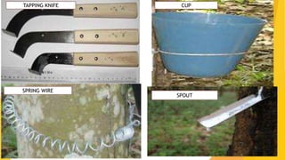 CORE 5 HARVEST LATEX in Tesda NC 2 rubber | PPTX