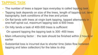 CORE 5 HARVEST LATEX in Tesda NC 2 rubber | PPTX