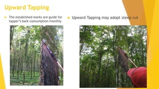 CORE 5 HARVEST LATEX in Tesda NC 2 rubber | PPTX