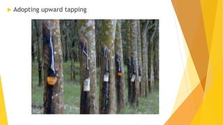 CORE 5 HARVEST LATEX in Tesda NC 2 rubber | PPTX