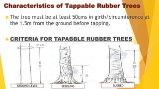 CORE 5 HARVEST LATEX in Tesda NC 2 rubber | PPTX