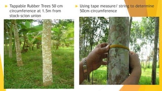 CORE 5 HARVEST LATEX in Tesda NC 2 rubber | PPTX