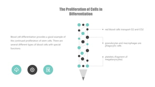 Cell Proliferation | PDF