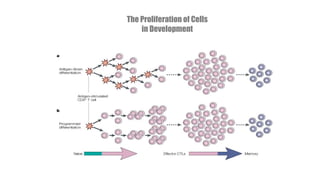 Cell Proliferation | PDF